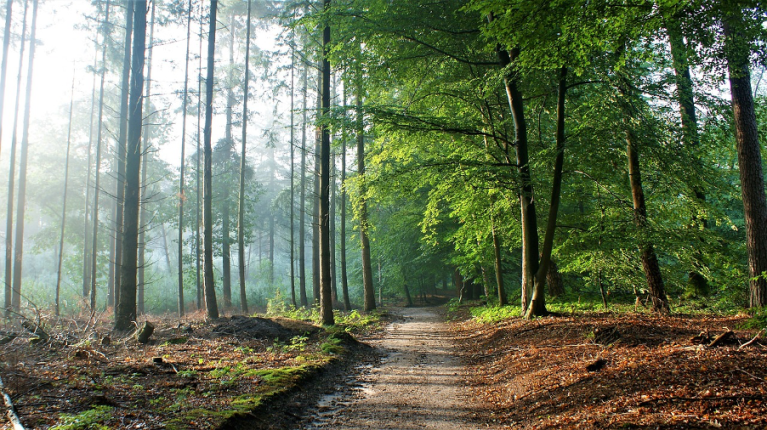 Walking the Walk: How working in Research Culture & Researcher ...