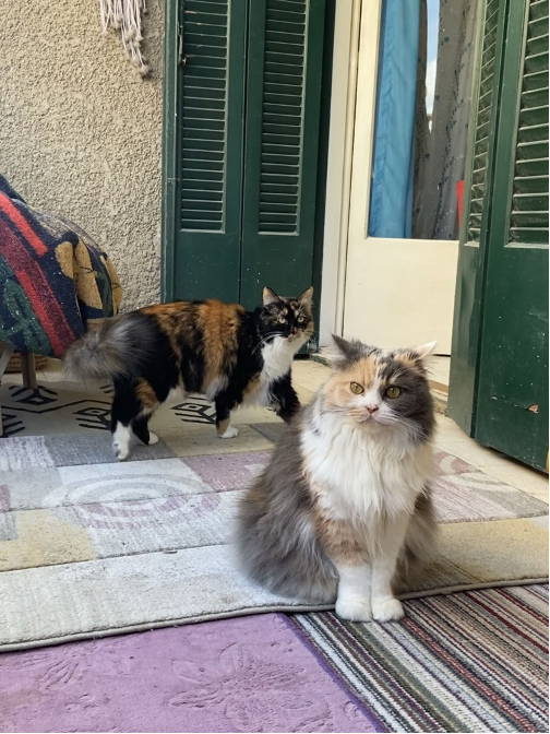 Elevated inspirations: the balcony writing experience in Cairo – The ...